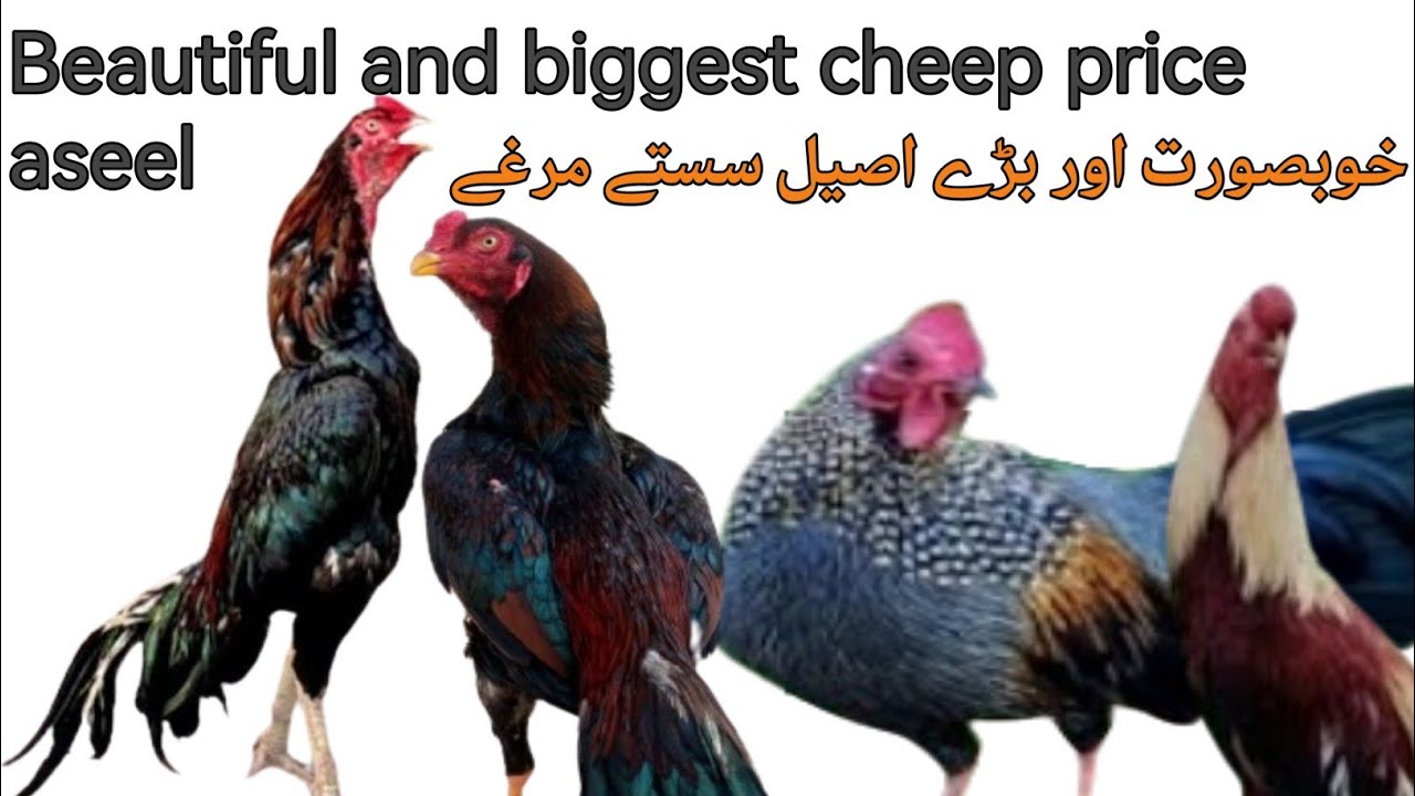 the great aseel!south aseel!aseelMurga market!newaseelMurga!aseel vs ...