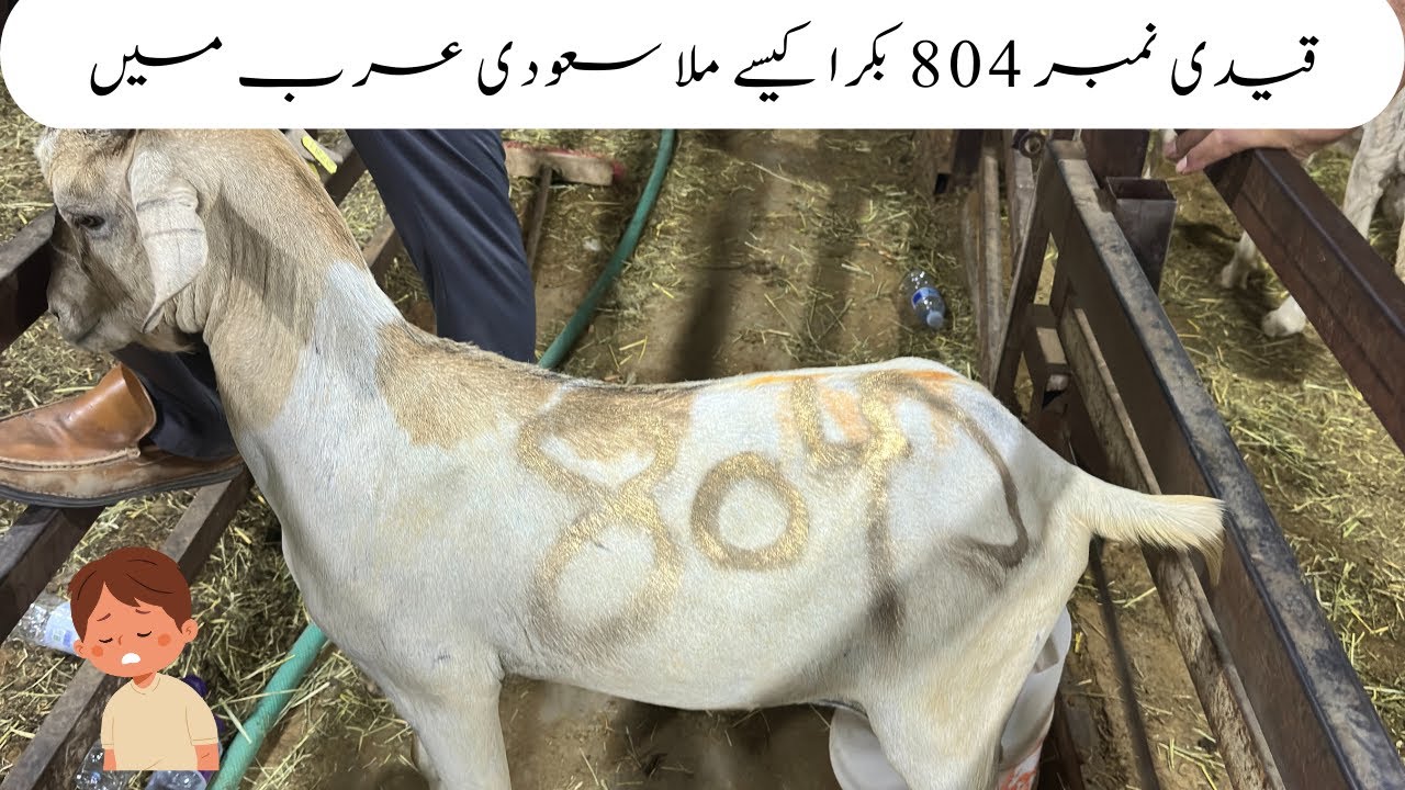 Qaidi Number 804 Bakra Madni Aa gya | Saudi Arabia Eid | Dangerous Camel Ki Qurbani |Team Desi ...