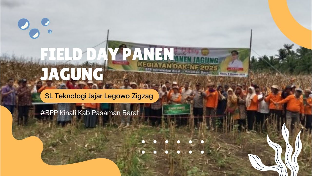 Field day panen jagung SL teknologi jajar legowo zig-zag BPP Kinali ...