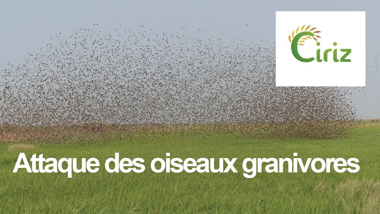 Des milliers d'oiseaux granivores attaquent les rizières de la vallée ...