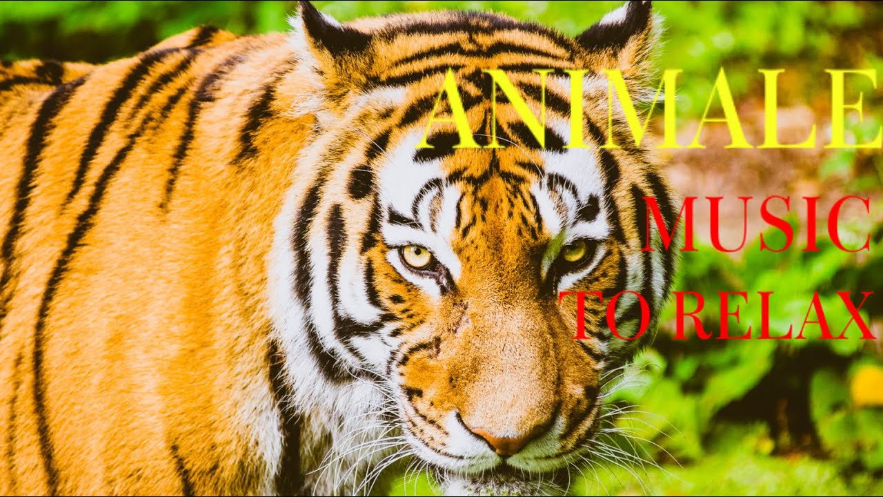 ANIMALE AND WILDLIFE -NATURE WITH MUSIC RELAXING AND SOUND BIRD-LION ...
