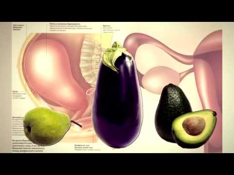 Meyveler insan bedenindeki orqanlara nasilda benziyor