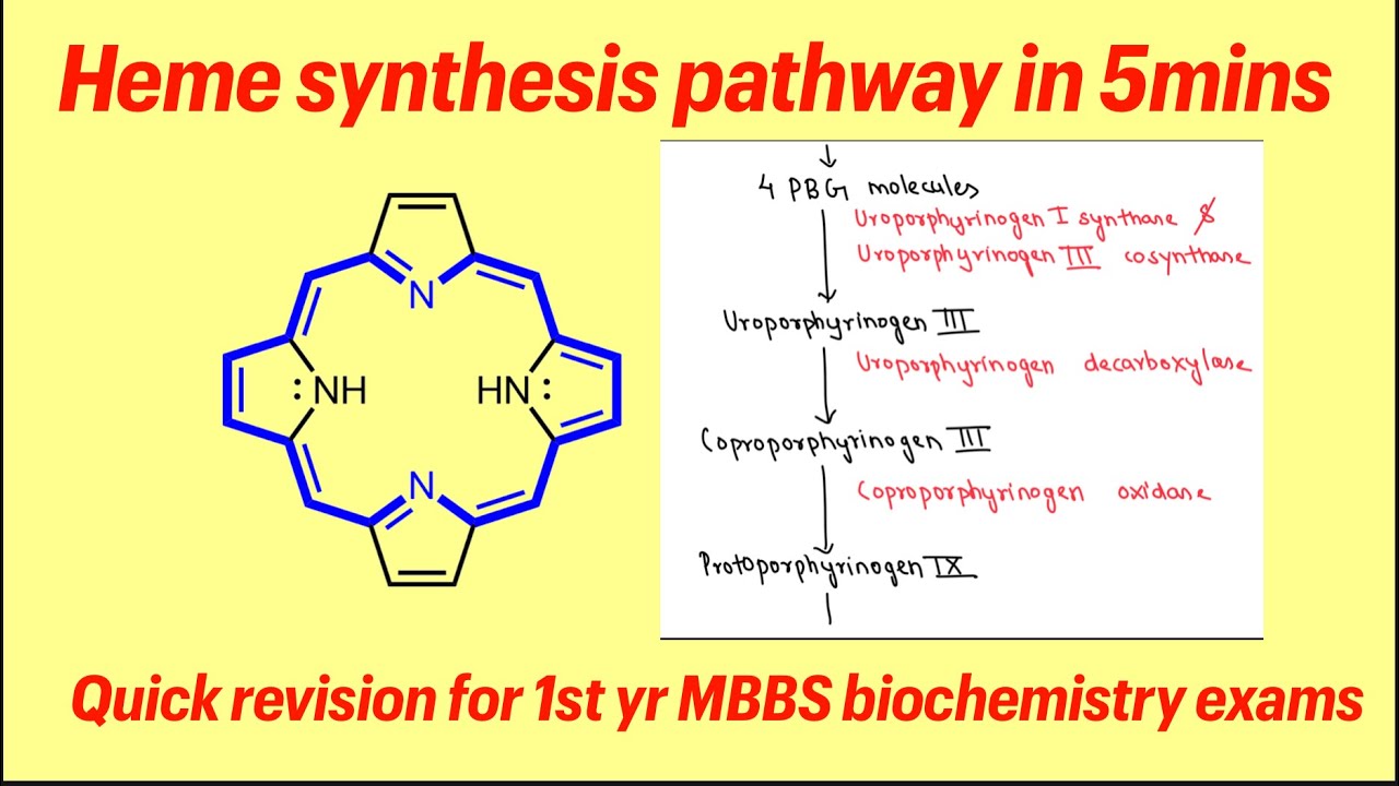Heme Synthesis Pathway In 5mins Heme Synthesis Mnemonics And