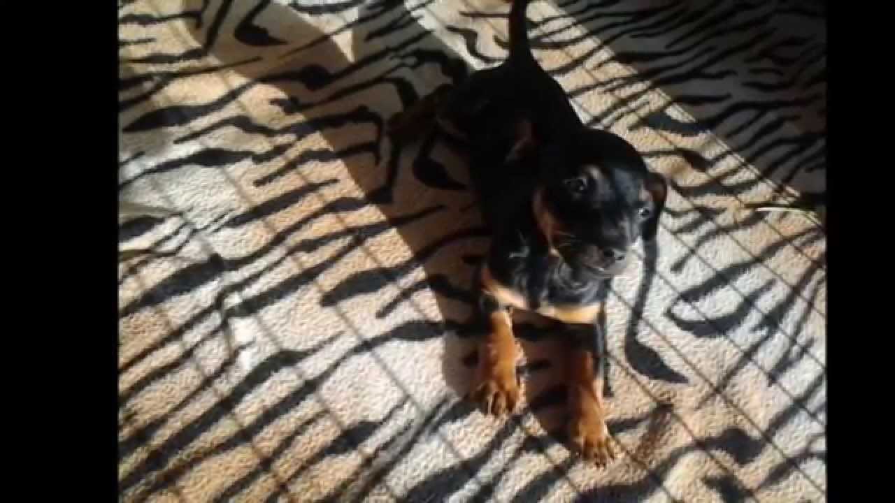 Paphiakos & CCP Animal Welfare Dog and Cat Shelter, Paphos - YouTube