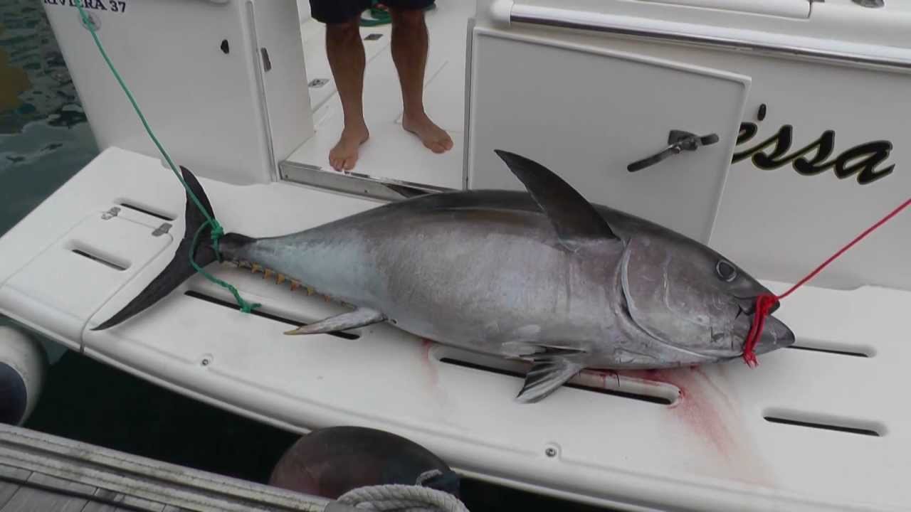 Large Tuna Fish Caught. Puerto Colon Tenerife (May 2013) - YouTube