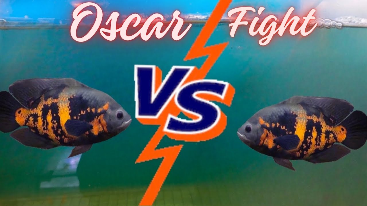 FISH FIGHT OSCAR V'S OSCAR || WB PET VLOG - YouTube
