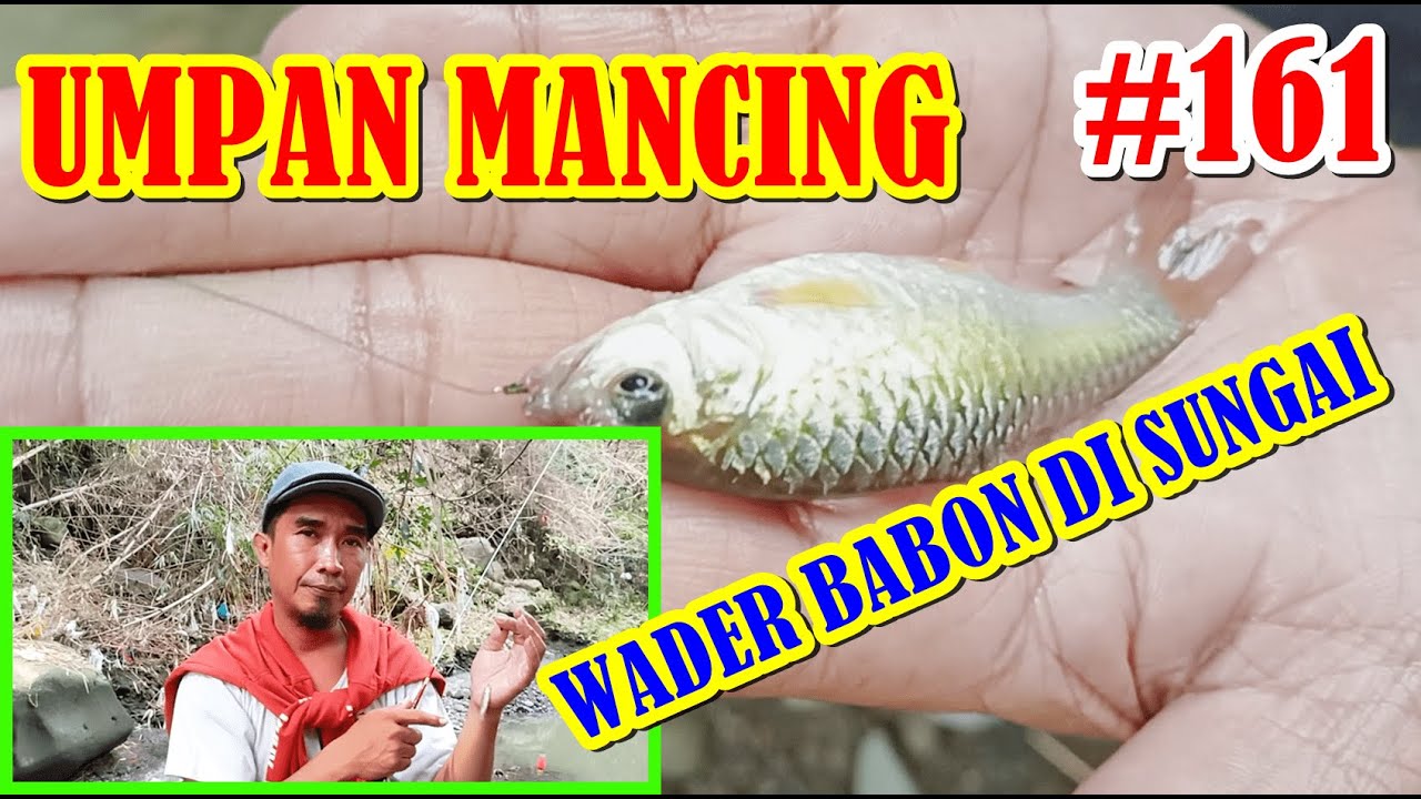 UMPAN MANCING WADER BABON DI SUNGAI - YouTube