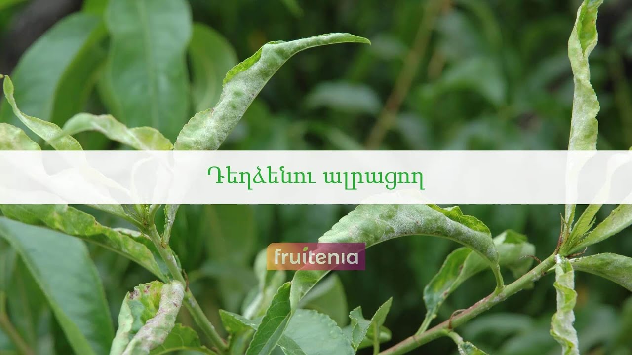 Դեղձենու ալրացող / Peach powdery mildew - YouTube