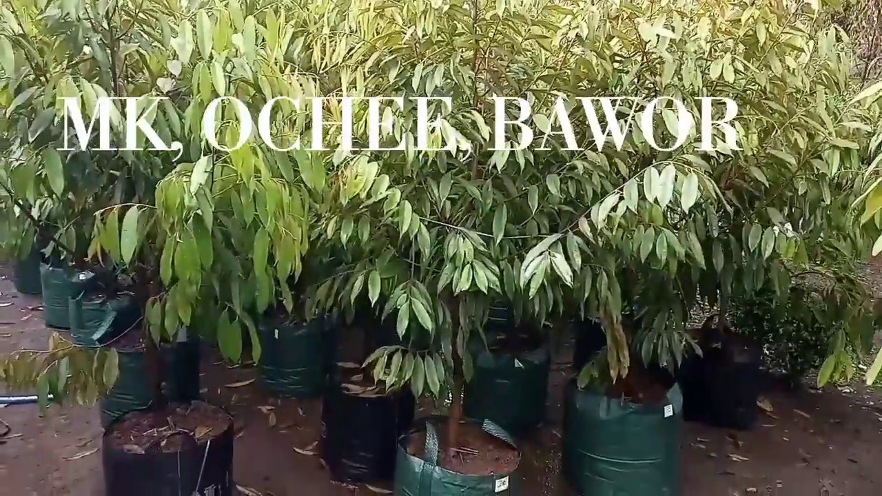 BIBIT DURIAN MUSANGKING CONGKELAN - YouTube