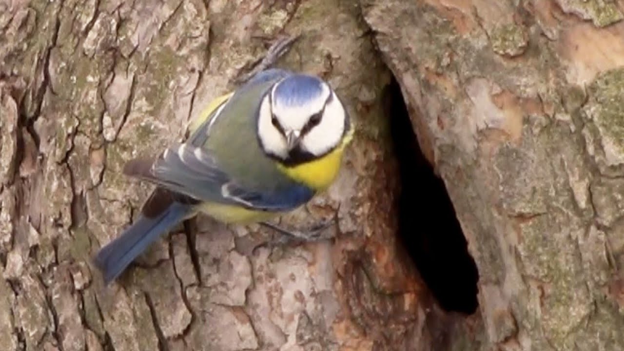 Stoniūnų zylutė - YouTube