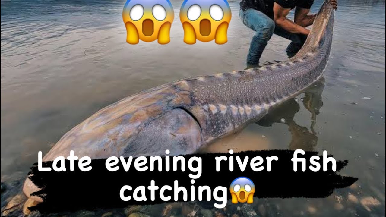 Amazing fish catching late night 😱😱 - YouTube