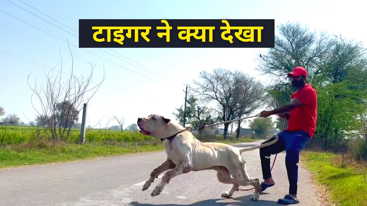टाइगर ने क्या देखा l Bully Dog Video l Indian Mastiff Bully Kutta Tiger ...