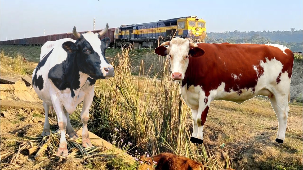 Funny cow's dance & Sounds Effect video for kid's || Cow sounds effect ...