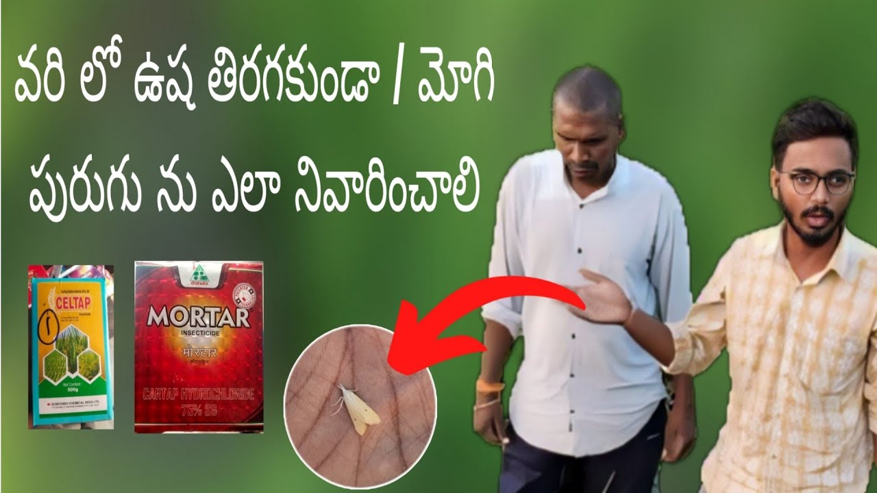 మొగిపురుగు నివారణకు mogi purugu nivarana - YouTube