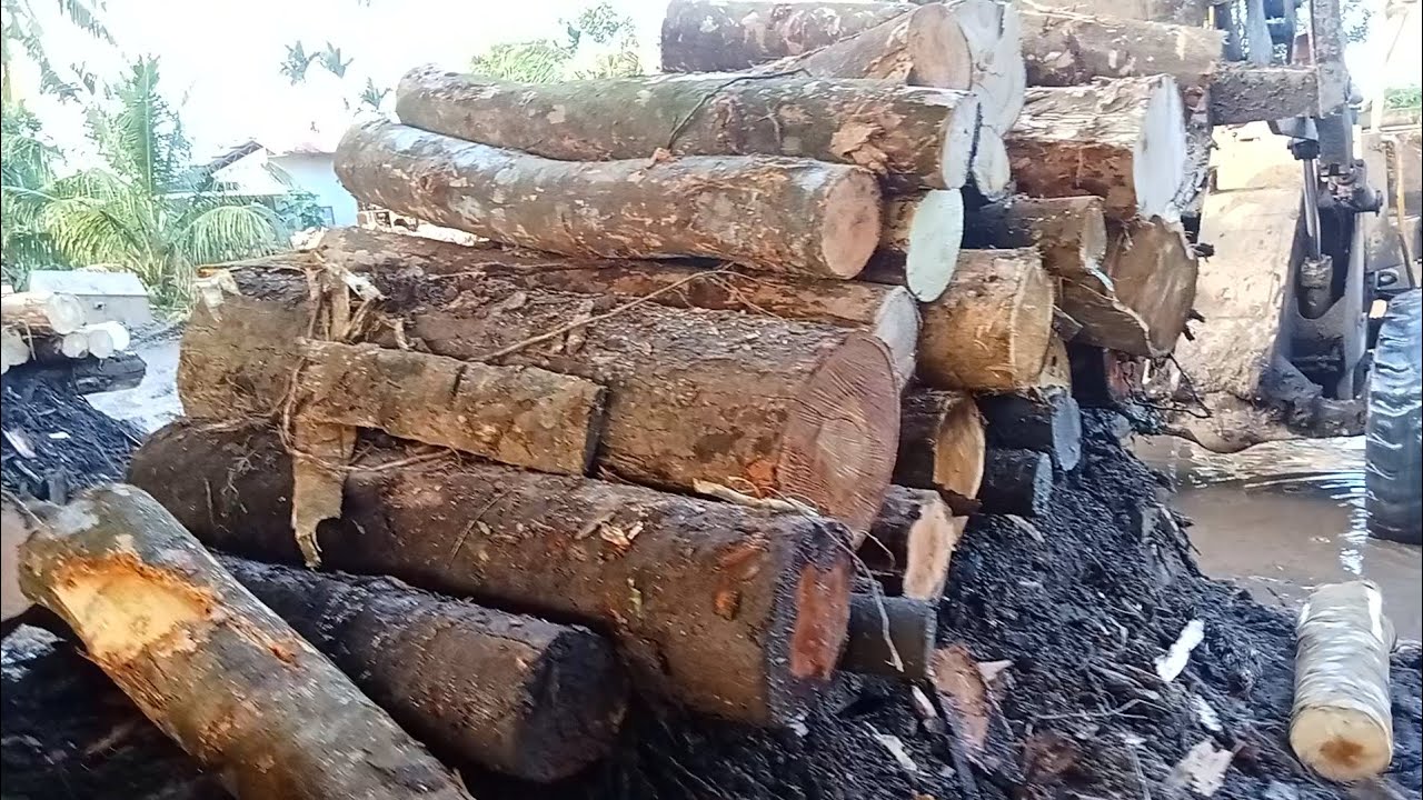 Menggergaji kayu Medang , Pulai , akasia, - YouTube