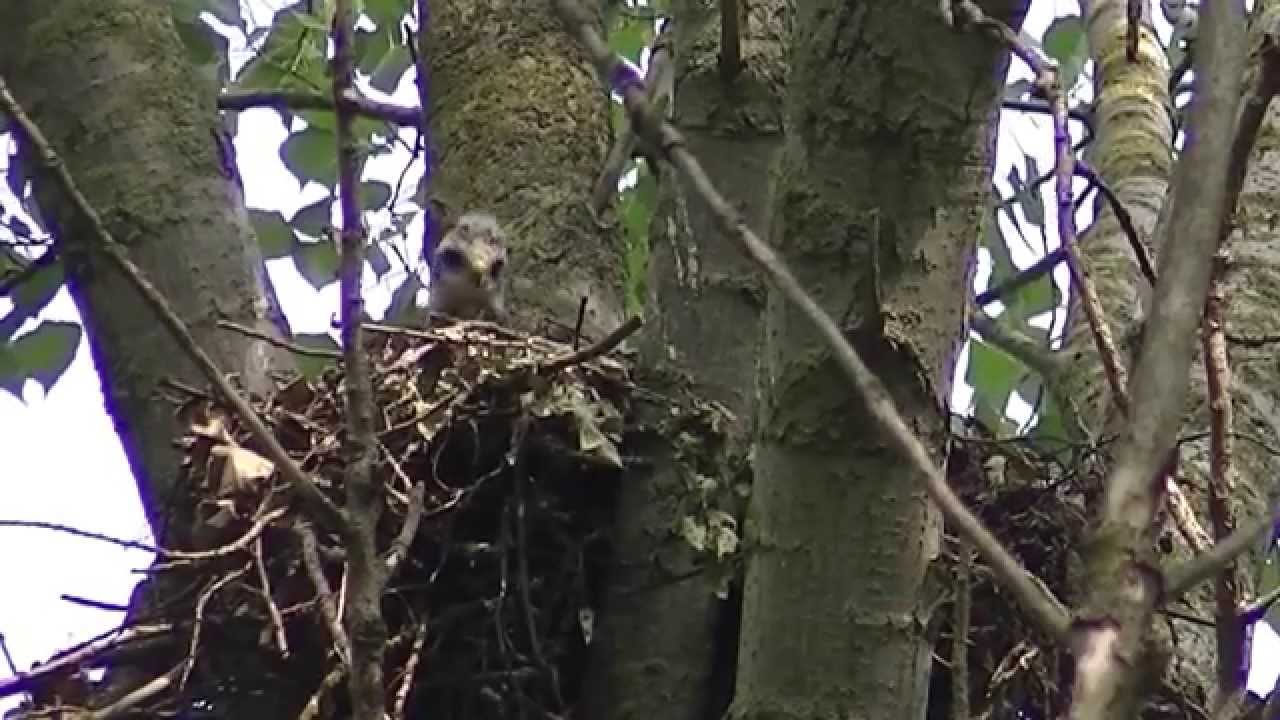 jonge buizerds in nest - YouTube