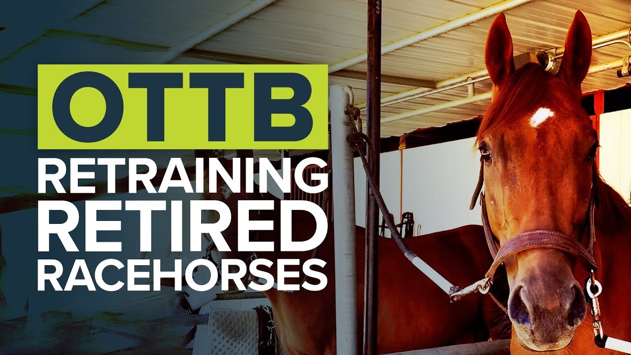 THOROUGHBRED MAKEOVER | RETRAINING RETIRED RACEHORSES - YouTube