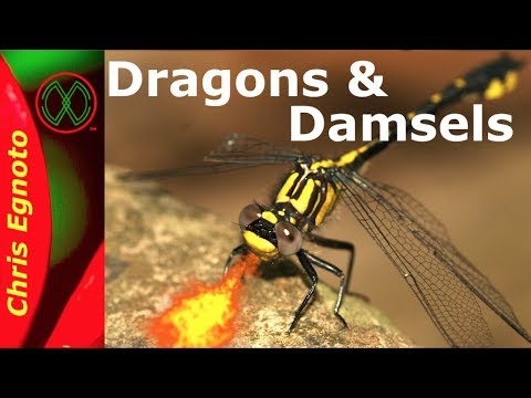 How Do Dragonflies Get Their Oxygen