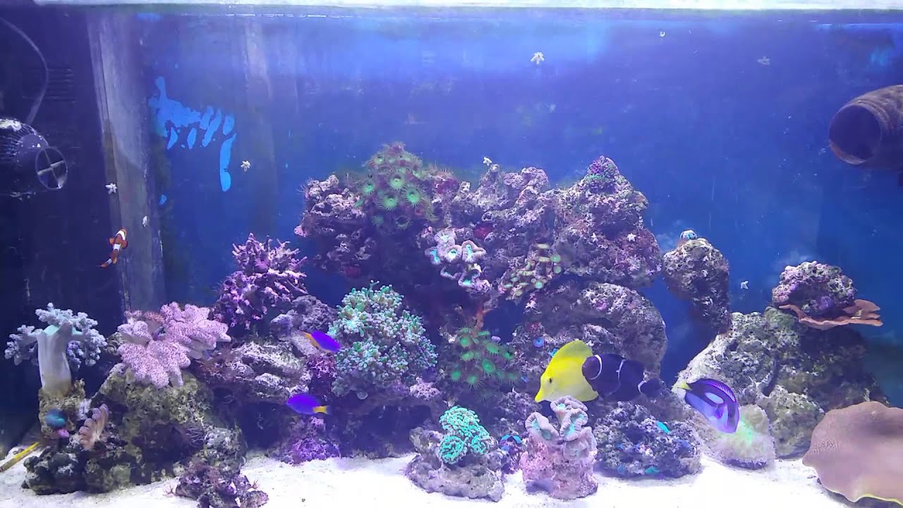 Море светильник светодиодный Zetlight 6600 - YouTube