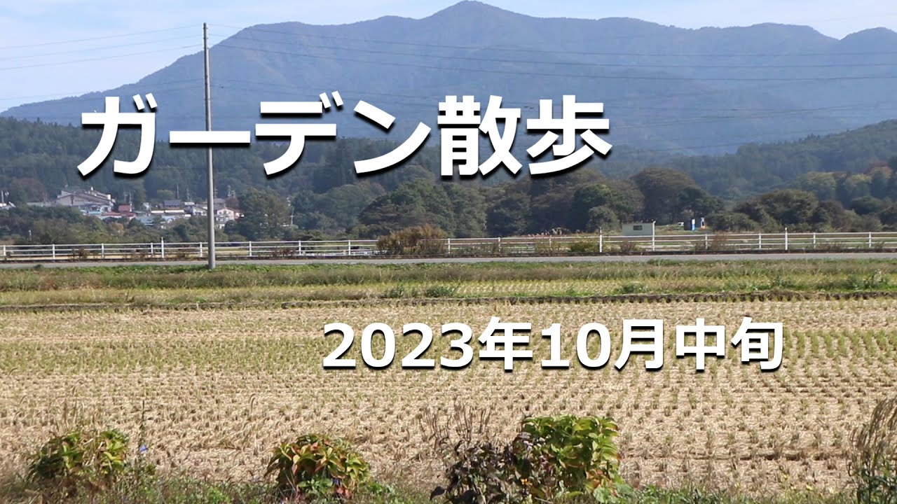 ガーデン散歩2023年10月中旬 etsuko field - YouTube