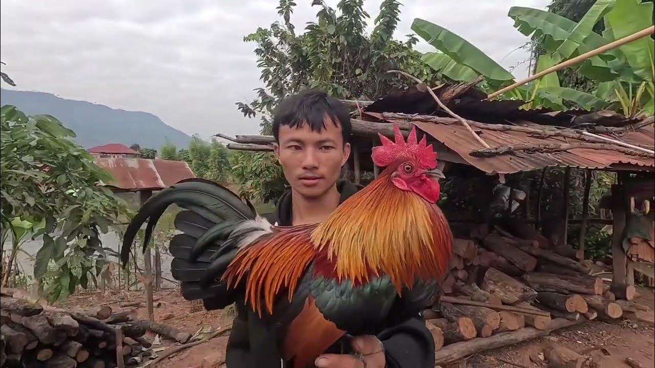 Muab tus qaib tso tawm lawm [qaib dib qaib qu] - YouTube