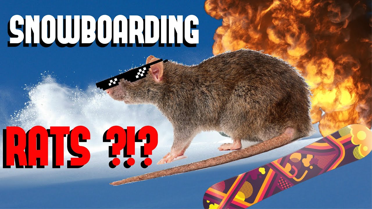 Rat On A SNOWBOARD - YouTube