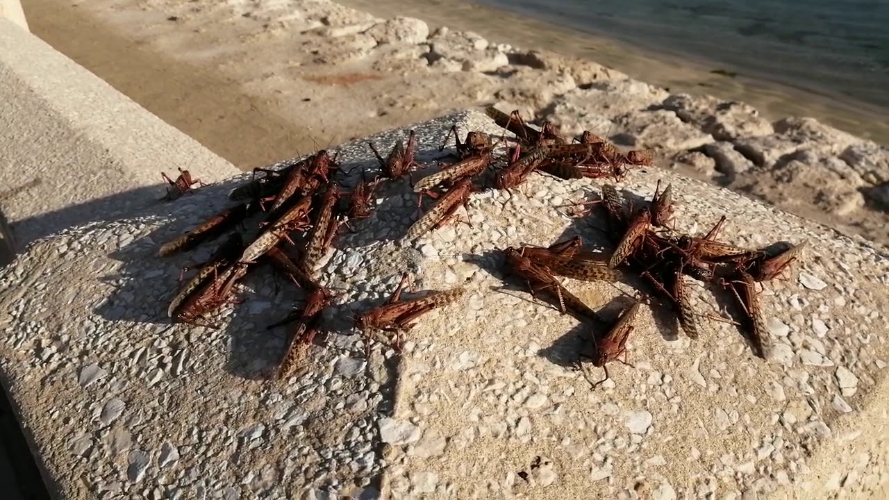 Malalaking tipaklong - YouTube