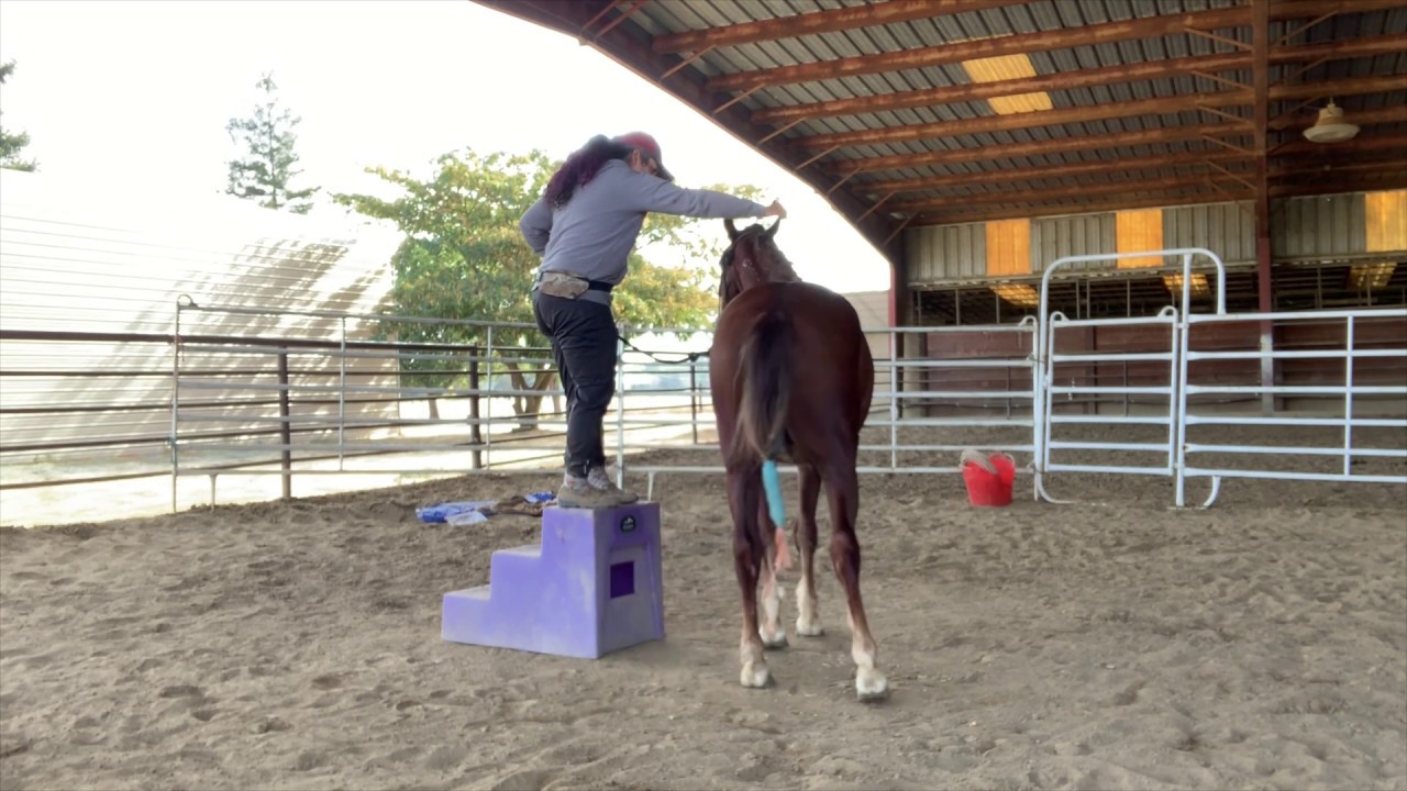 Player’s Choice Extreme Mustang Makeover Week 4 Update and how to train ...