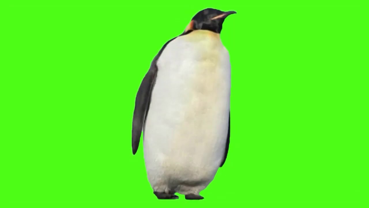 Penguin - YouTube