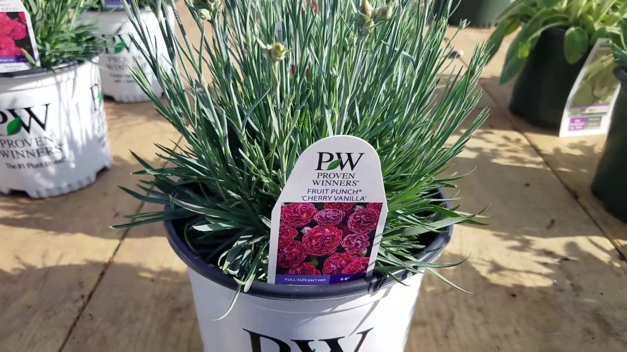 Dianthus Fruit Punch® 'Cherry Vanilla', 'Maraschino' and 'Spiked Punch ...
