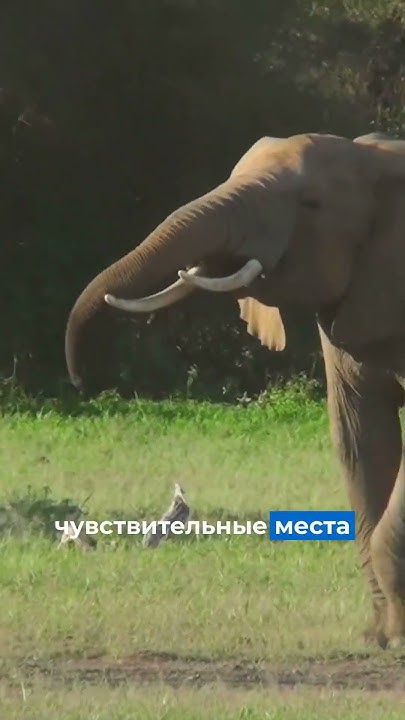 Почему слоны так боятся пчел Youtube