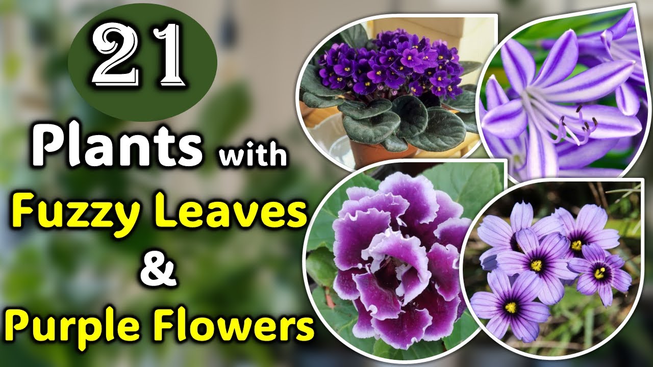 21 Plants with Fuzzy Leaves & Purple Blooms: A Closer Look at Nature's ...