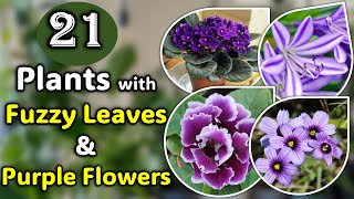 21 Plants with Fuzzy Leaves & Purple Blooms: A Closer Look at Nature's Soft & Vibrant Delights