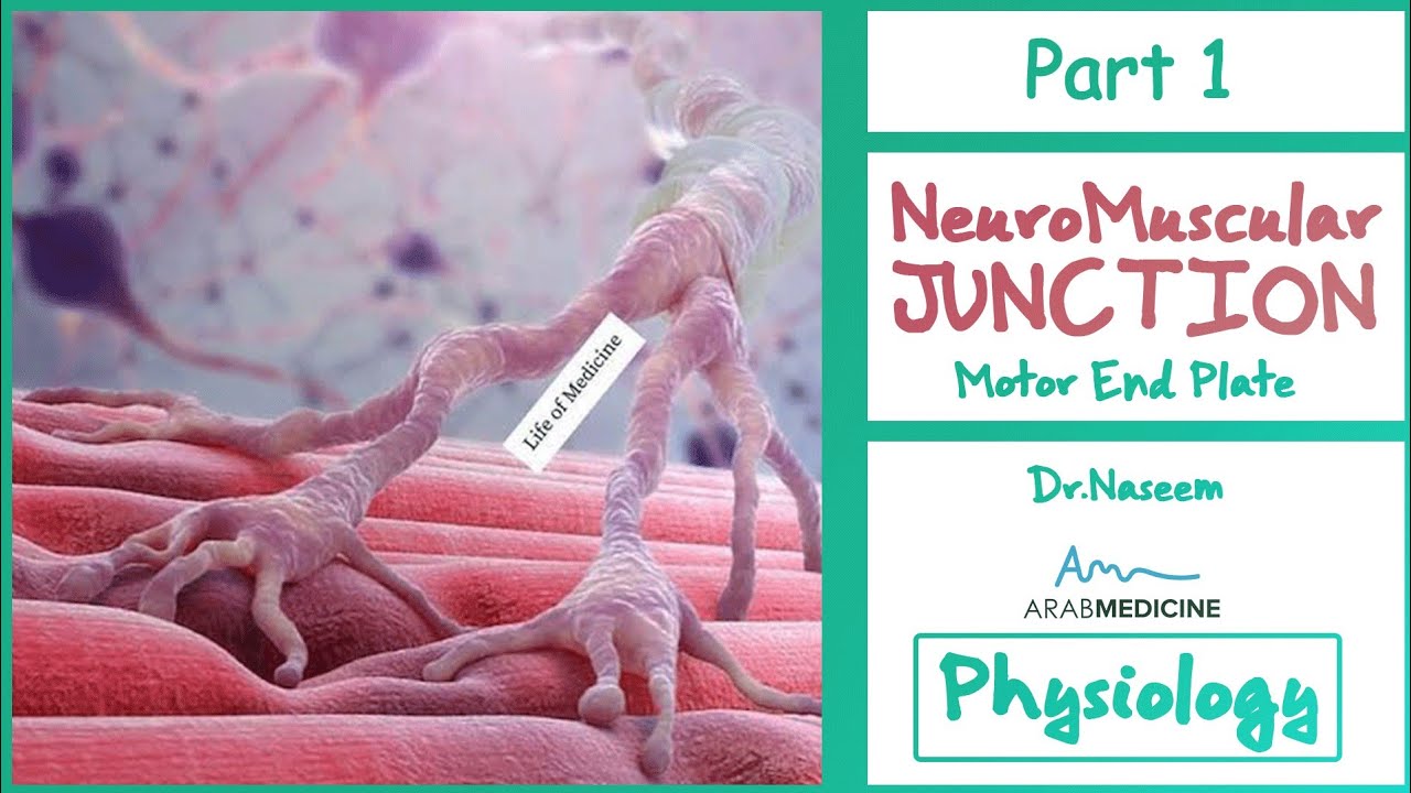 Neuromuscular Junction part 1 | Action Potential | Physiology | MUSK ...