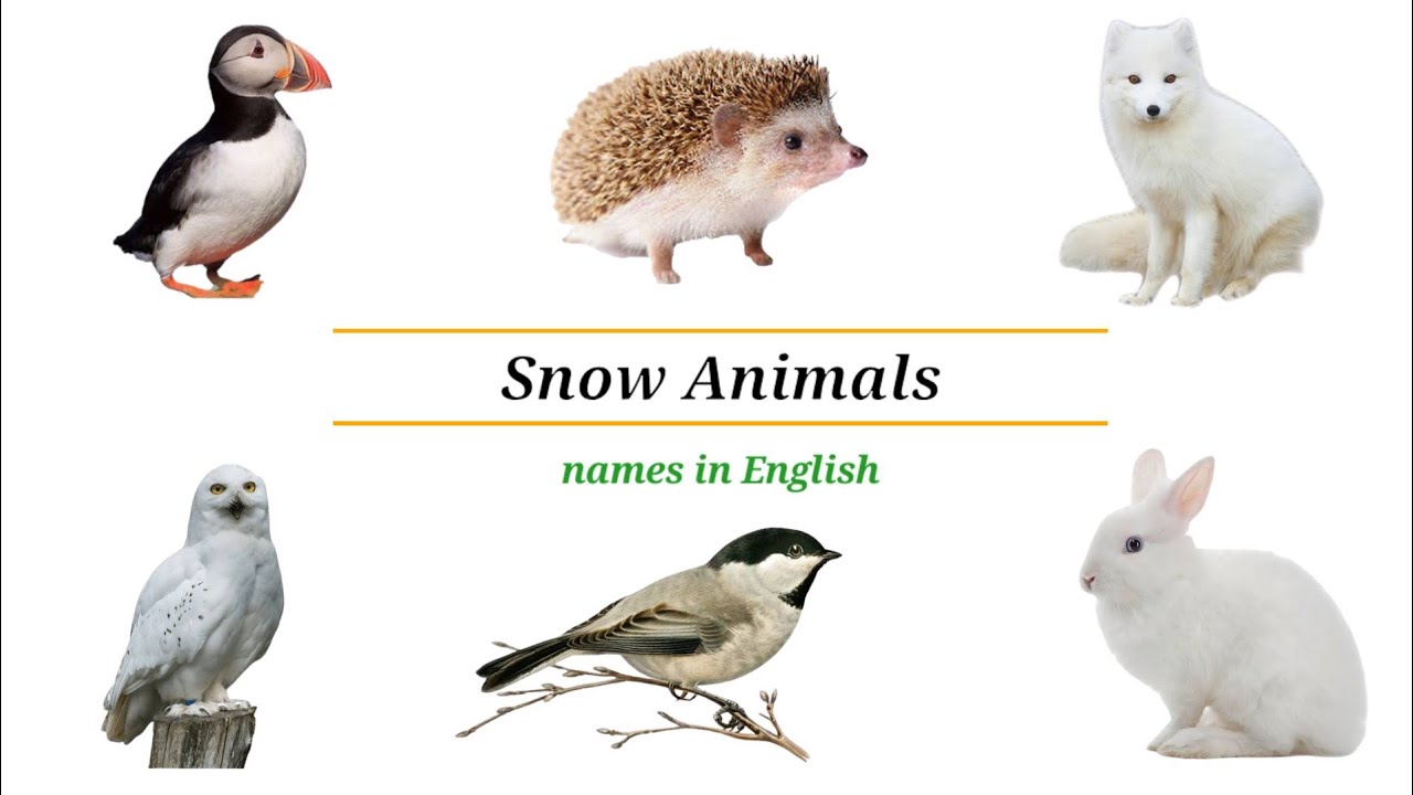 Snow Animals | Snow Animals and Sounds | learn snow animals | names of ...