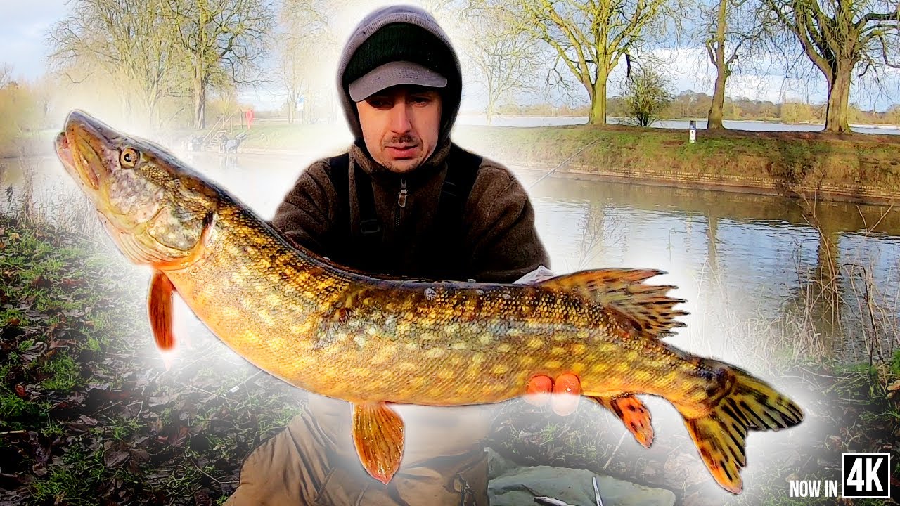UK PIKE FISHING - HUGE PIKE - YouTube