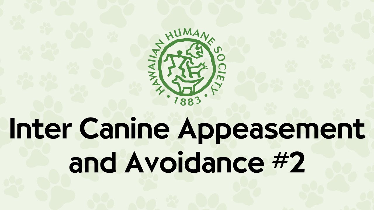 Inter Canine Appeasement and Avoidance #2 - YouTube