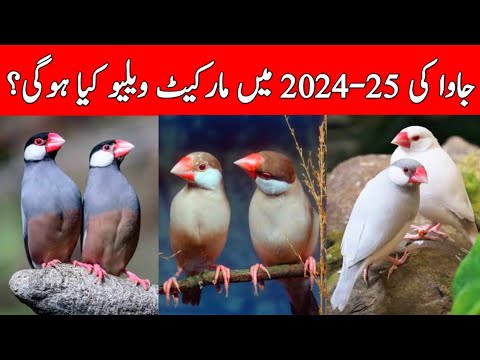 Java New Rates | Java Finch Prices | Java Business Future in 2024-2025 ...