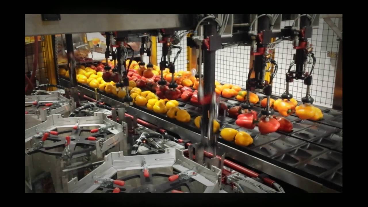 Bell Pepper Special Pack Machine Overview - YouTube