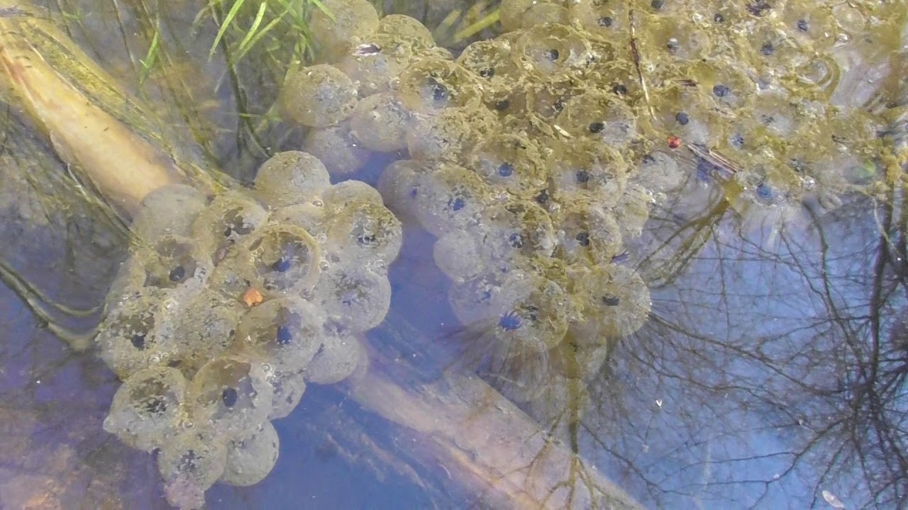 Callitriche palustris, the vernal water-starwort, narrow-fruited water ...
