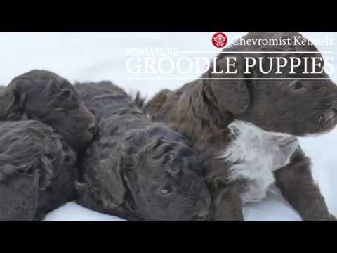 Very Cute MINI GROODLE pups! - YouTube