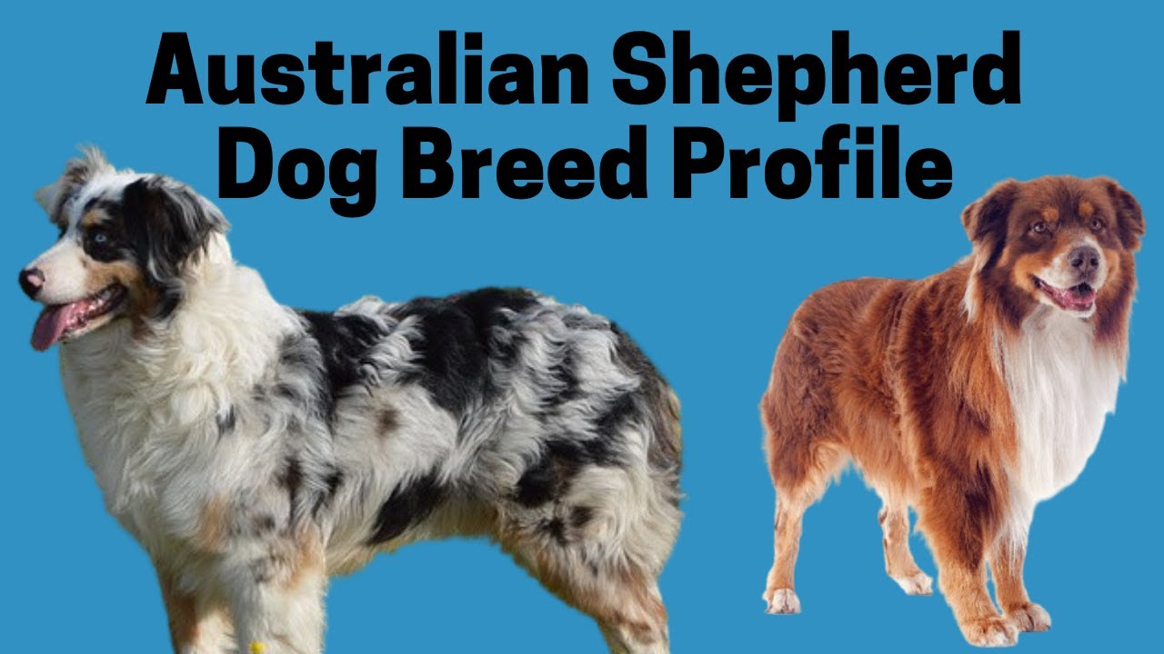 Australian Shepherd Dog Breed Profile - YouTube