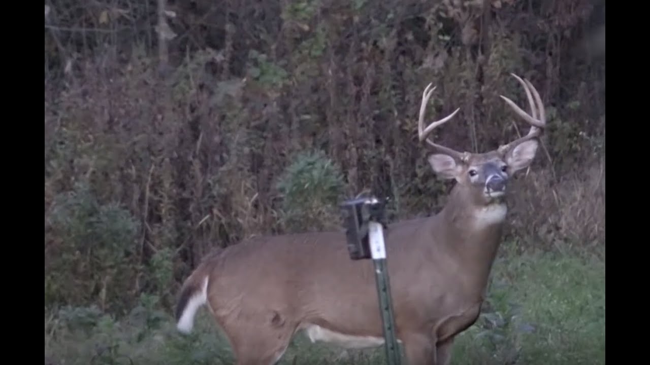Bow Hunting Buffalo County Trophy Bucks - YouTube