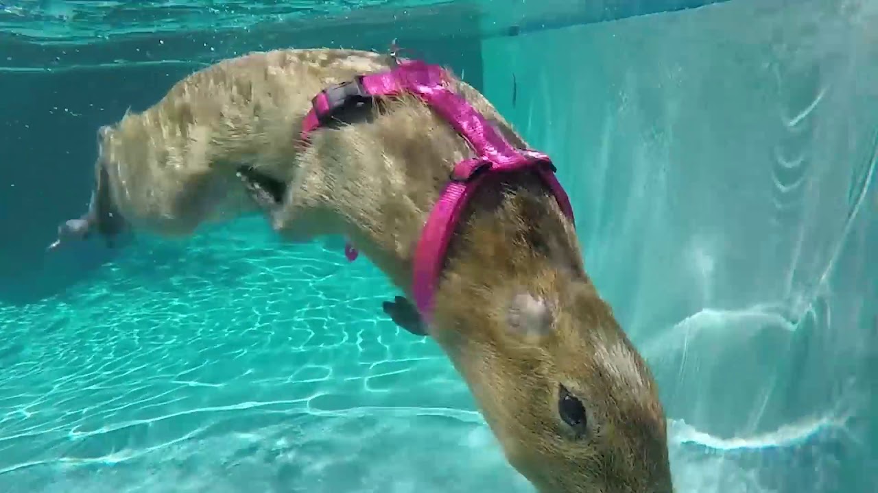 Pet Capybaras in the Pool 2 - YouTube