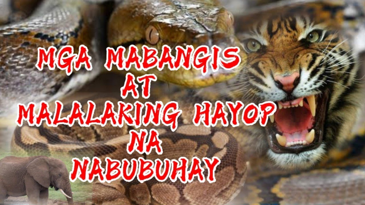 MALALAKI AT MABABANGIS NA HAYOP NA NABUBUHAY SA ATING PANAHON - YouTube