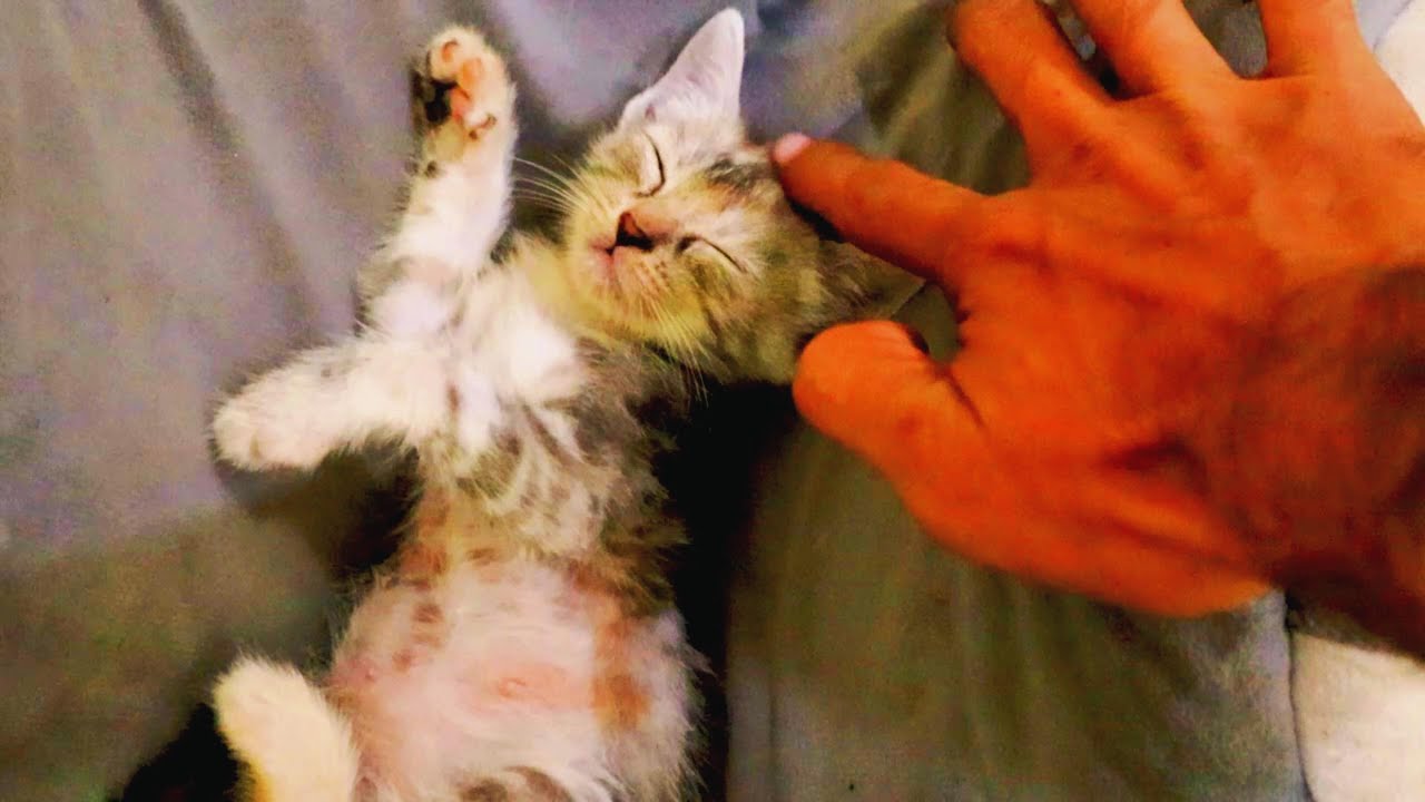 Relax with This Precious Sleeping Kitten | Purring Adventures | Cat And ...