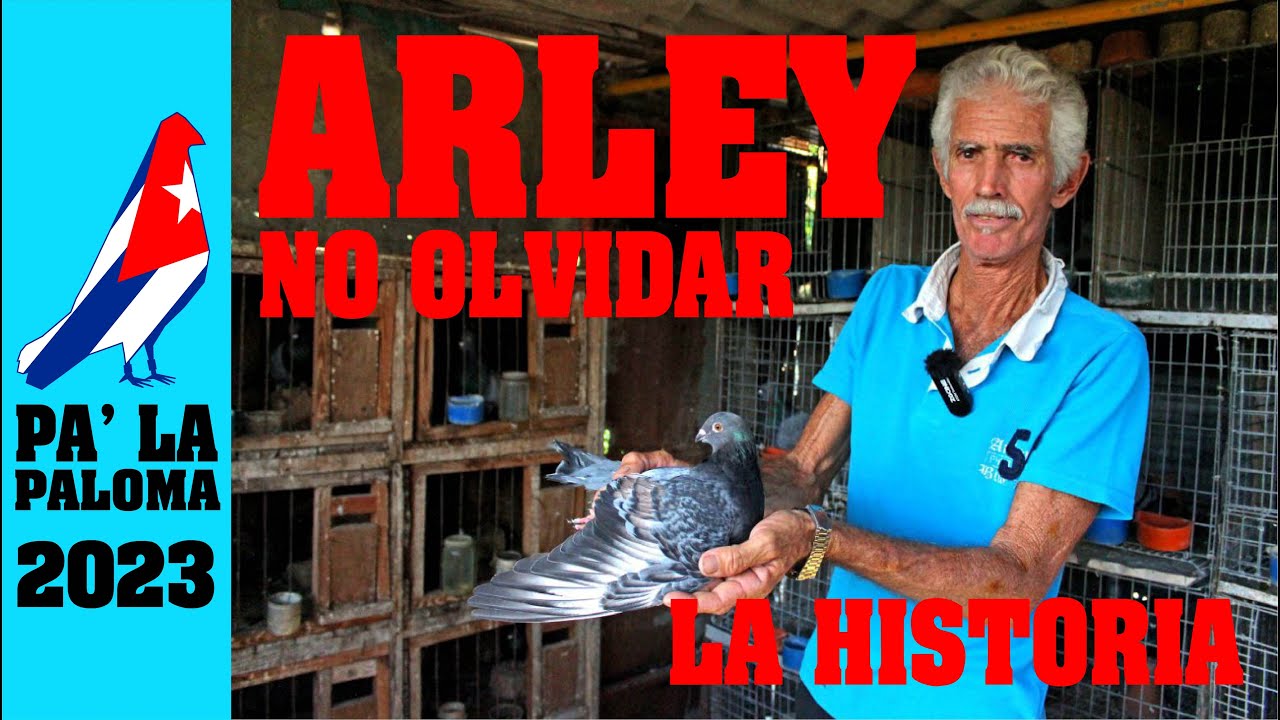 Historias de Palomas que no pueden ser olvidadas. ARLEY en Guanabacoa ...