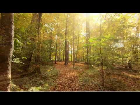 Ormanda Sonbahar: Kuş Cıvıltıları ve Rahatlatıcı Müzik | Autumn Forest: Bird Chirping Relaxing Music