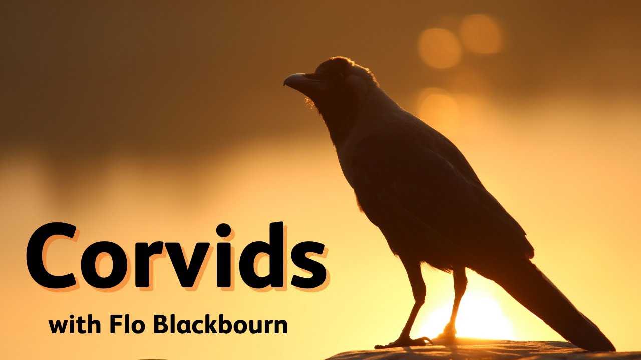 Corvids with Flo Blackbourn - YouTube