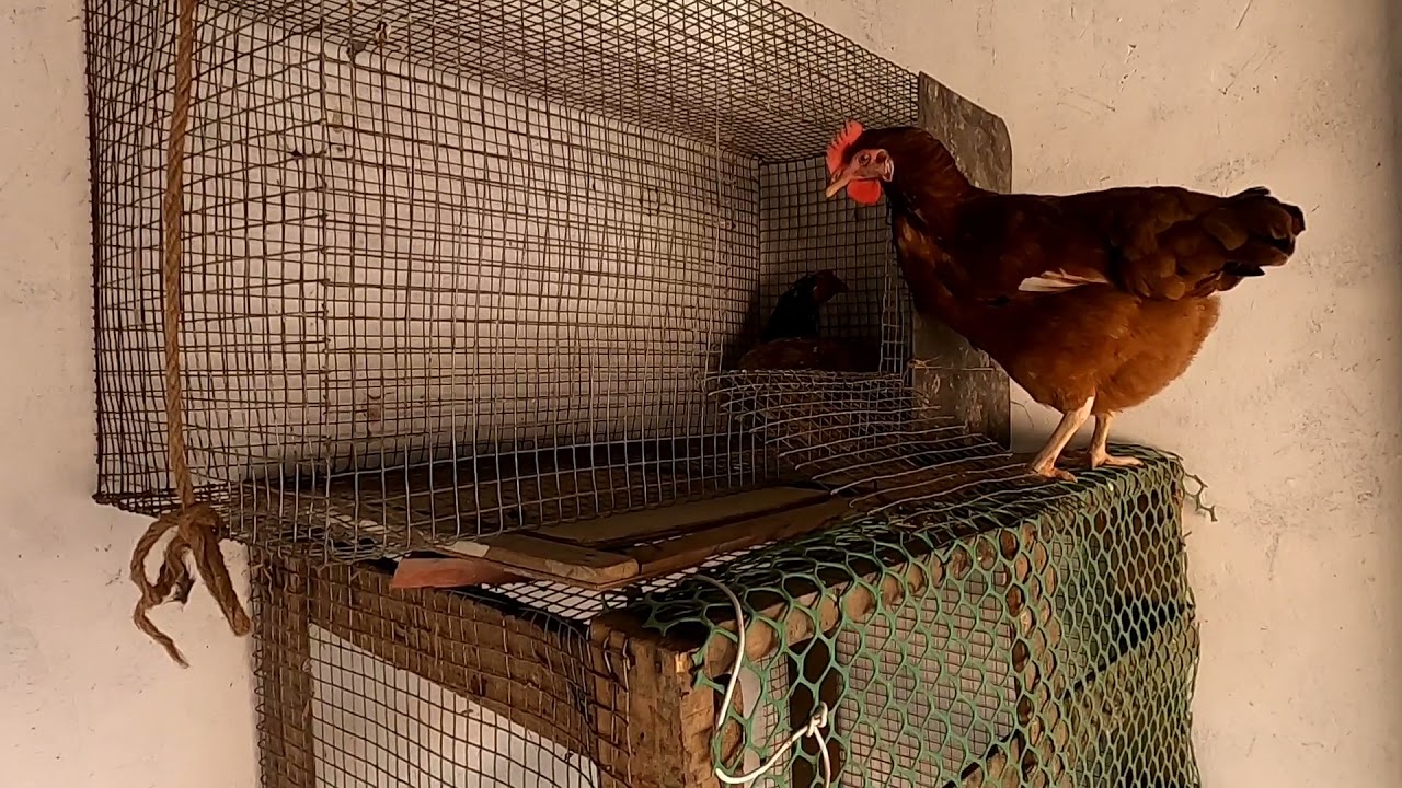 घर की छत पर मुर्गी पालन |10.11.2021| New Aseel Pair - YouTube